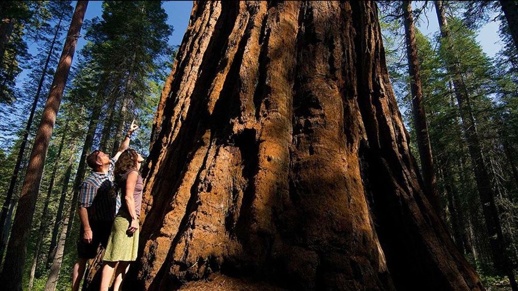 Calaveras Big Trees State Park where the giant sequoias were discovered