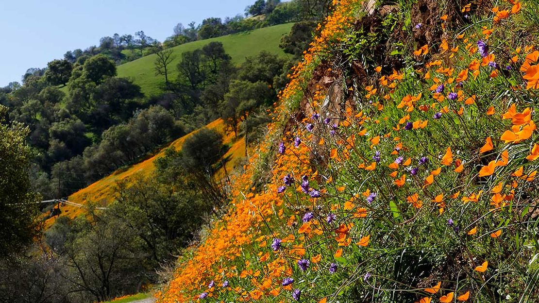 Mokelumne Coast to Crest Trail - 29 continuous miles of beautiful ...